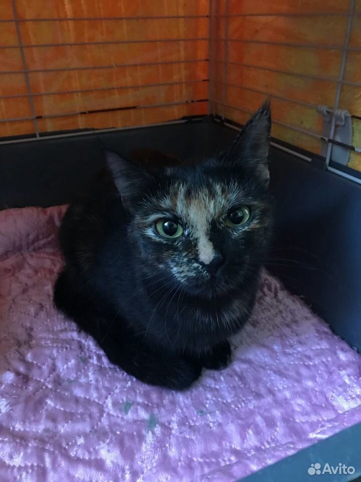 Красавица Ксюша -ищет дом