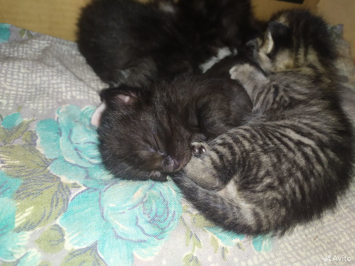 Котятки домашние
