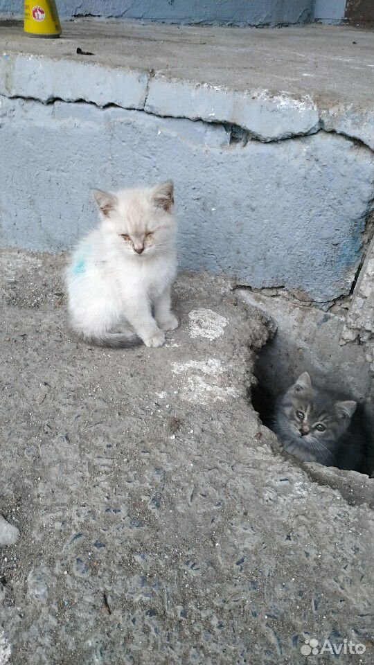 Котята