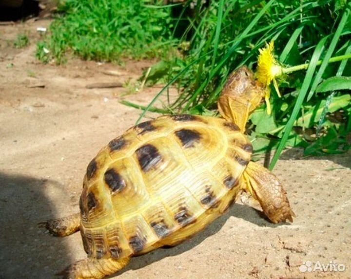 Черепашка сухопутная