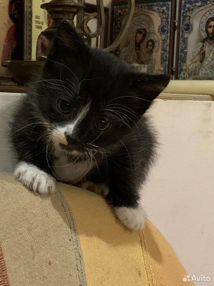 Котёнок из Борового