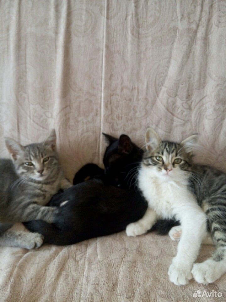 Котята отдам