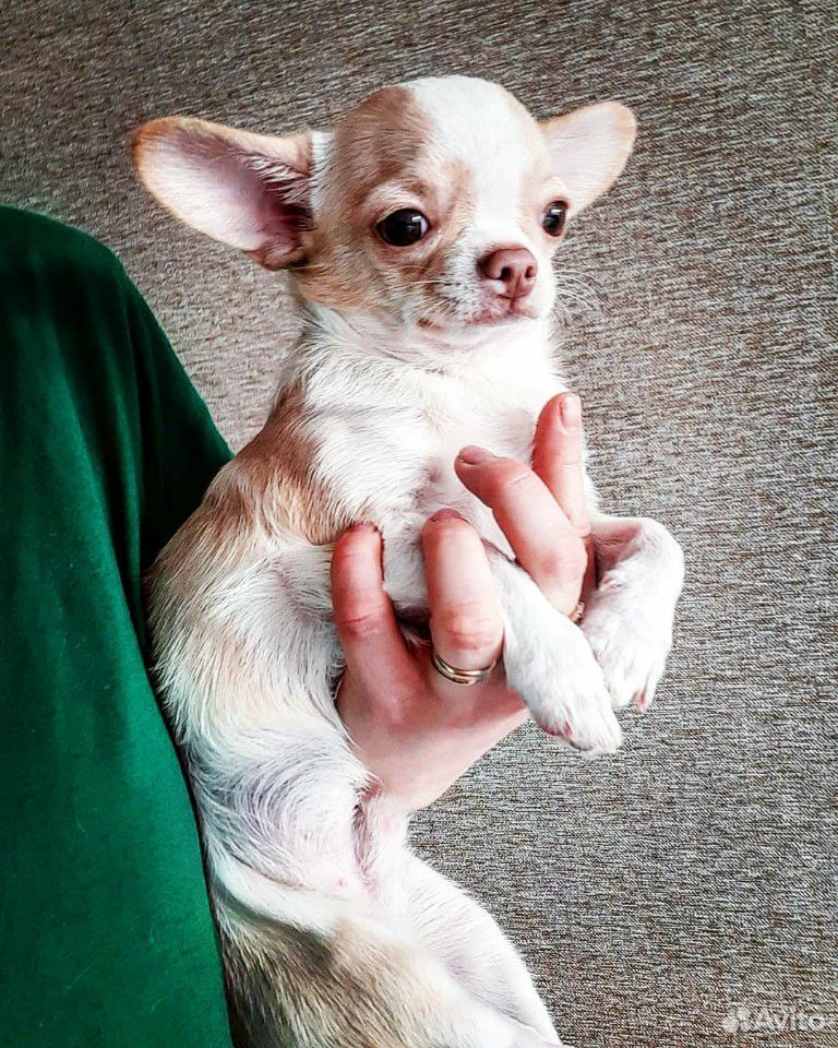 Крутой парень с Документами