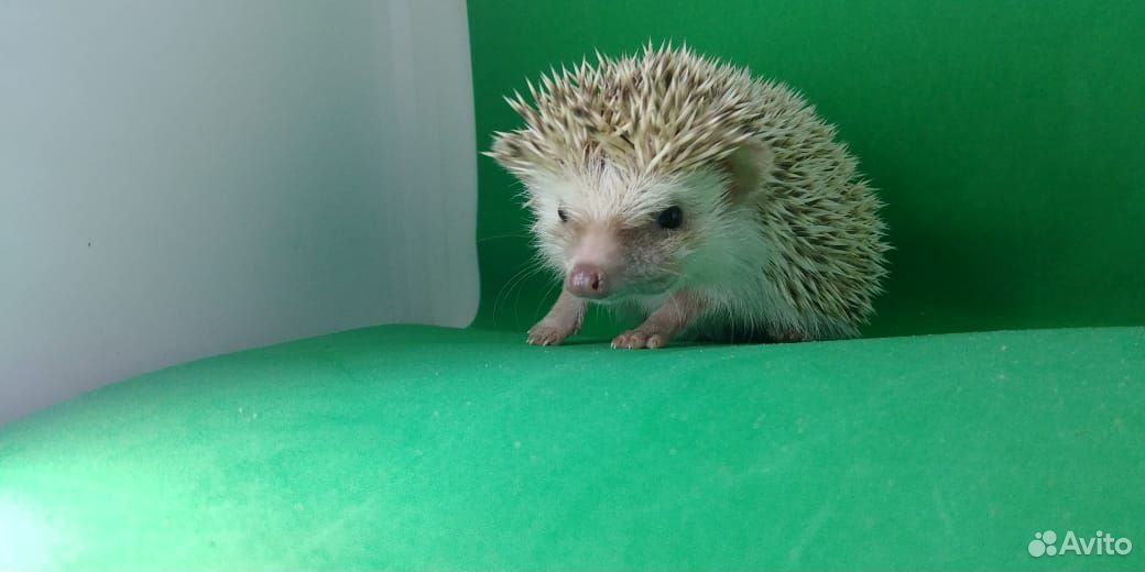 Карликовый ежонок