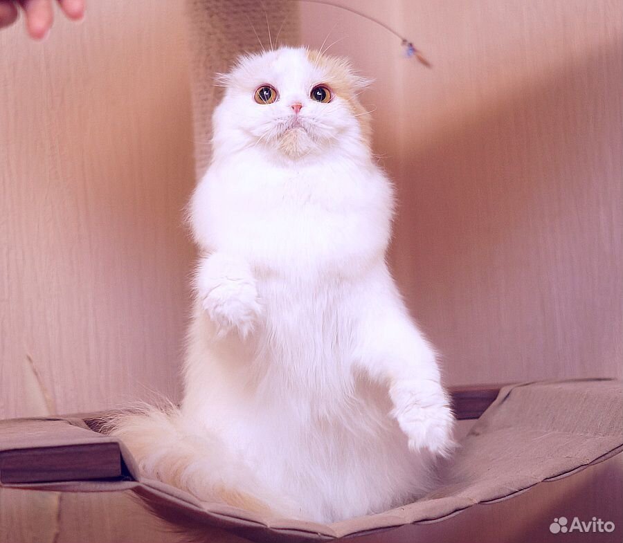 Шотландский вислоухий котенок