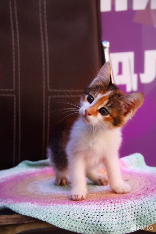 Алиса отдаётся в добрые руки