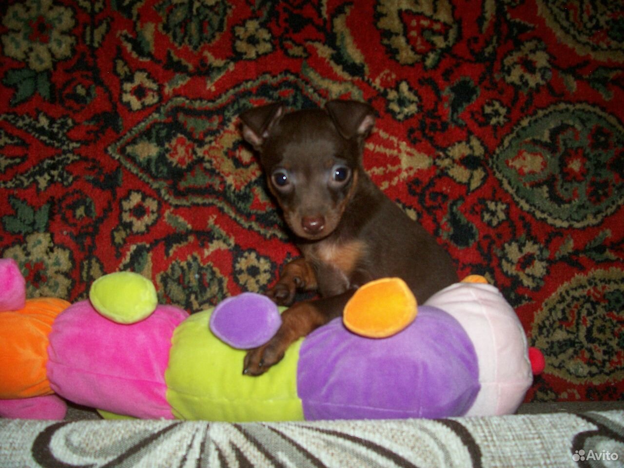 Щенок тойчик