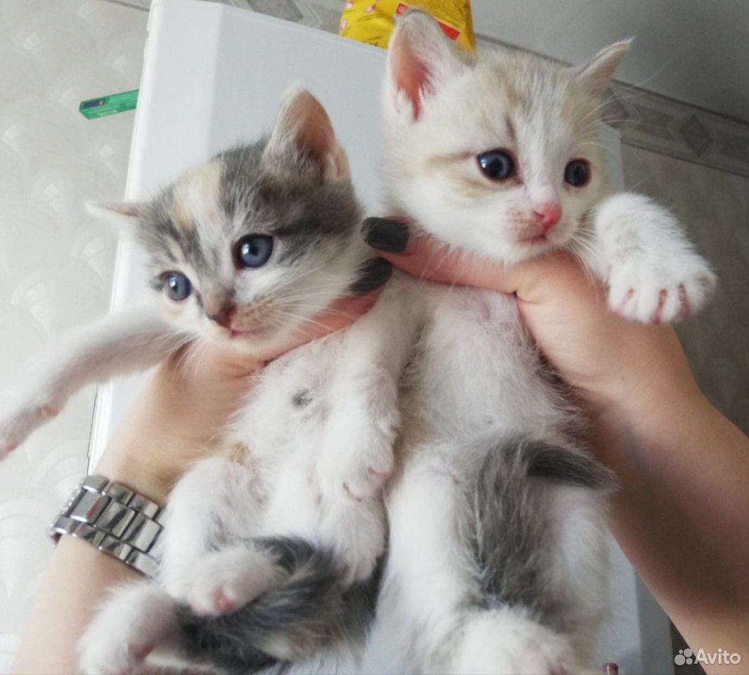 Котята 1 месяц