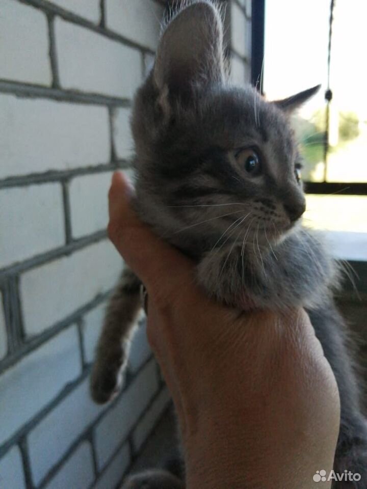 Отдам котенка