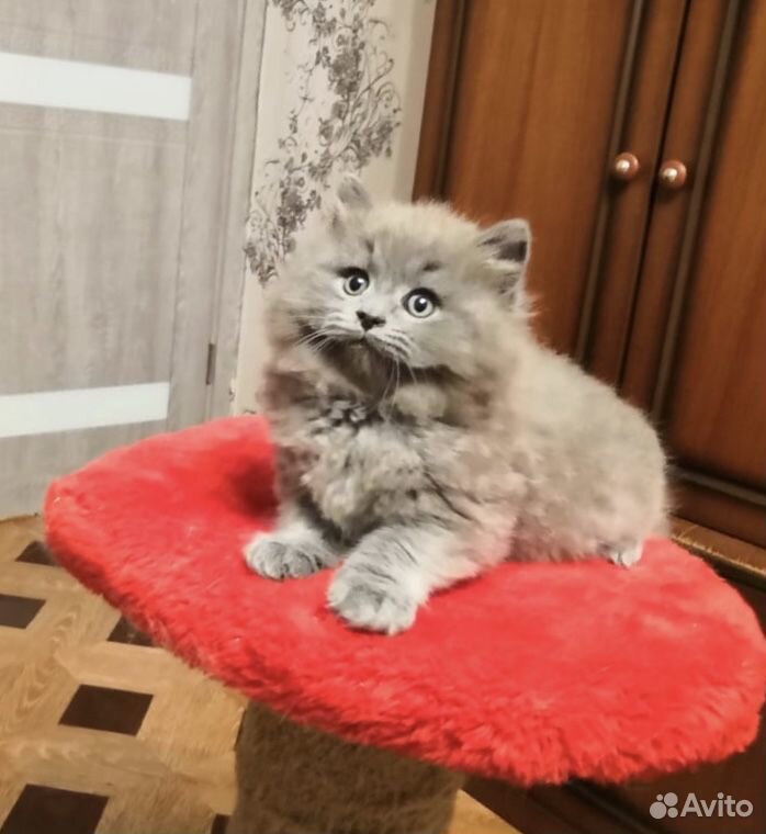 Уникальный метис Регдолла и Британской к/ш