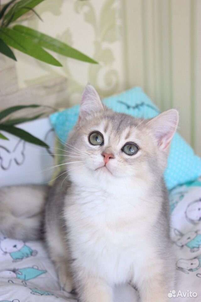 Британская шиншилла голубое золото Рита