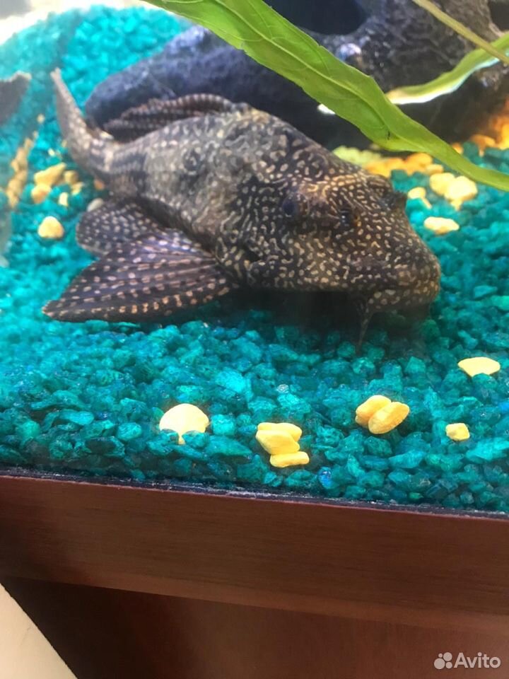 Голубой сомик-анцистр