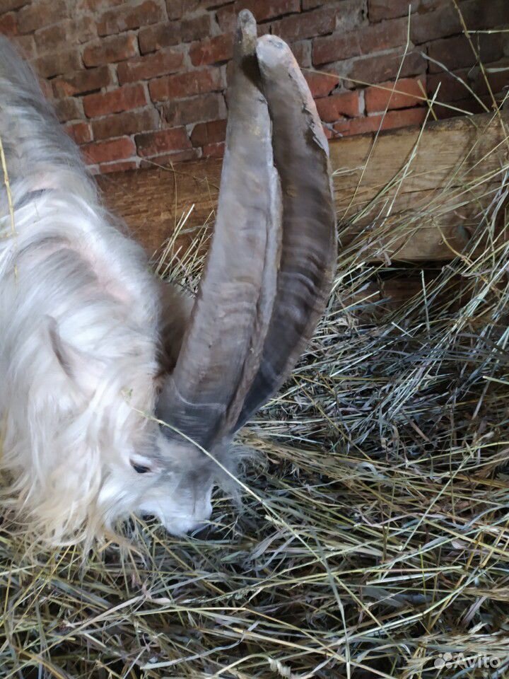 Домашние козлы