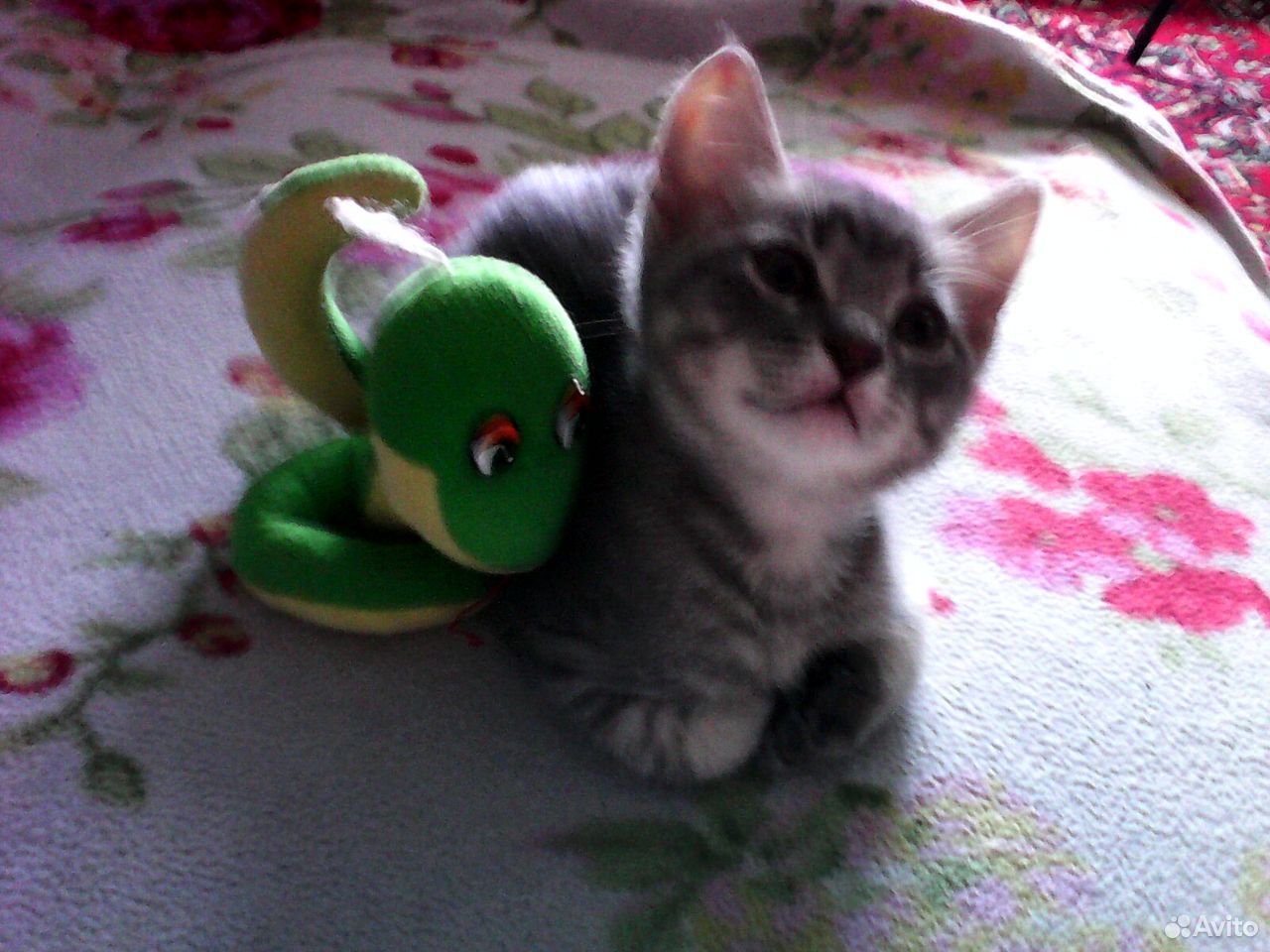 На усыновление