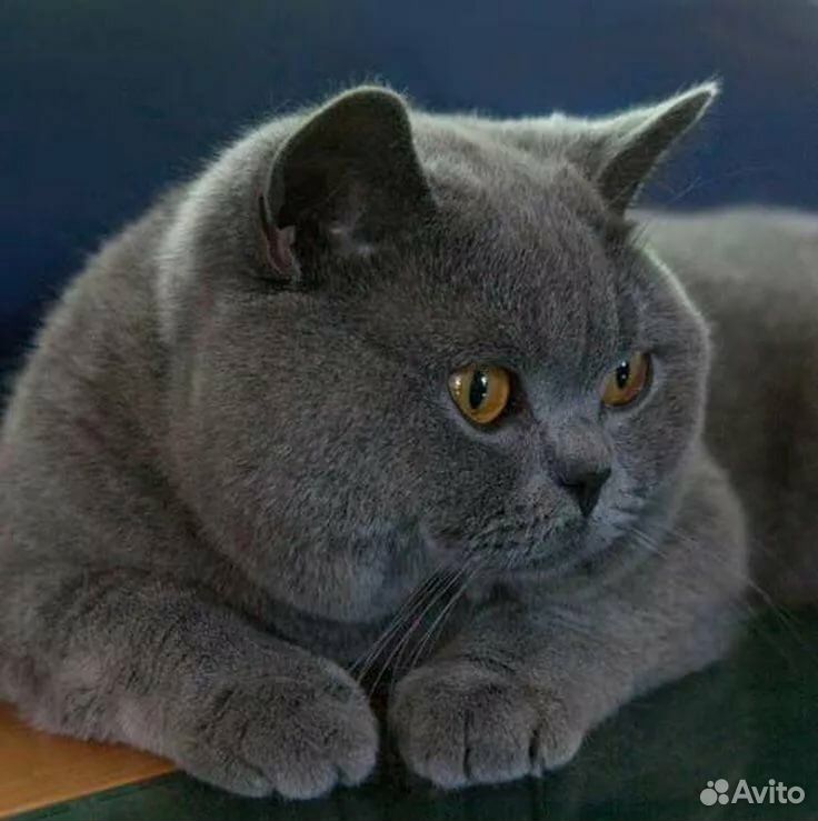 Кот чистокровный Британец