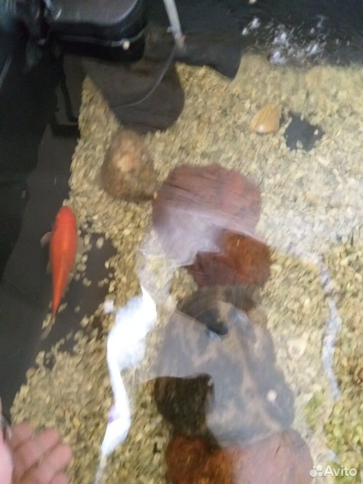 Карась красный