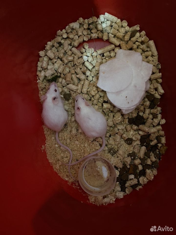 Лабораторные мыши / кормовые мыши / комнатные мыши