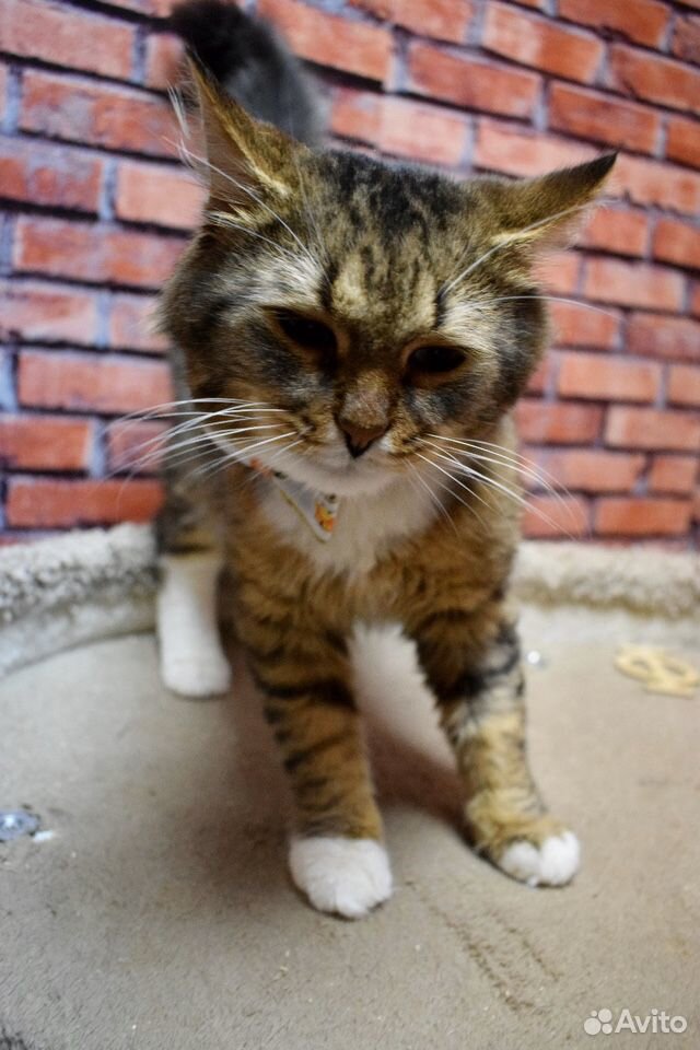 Кот Фёдор 1 год