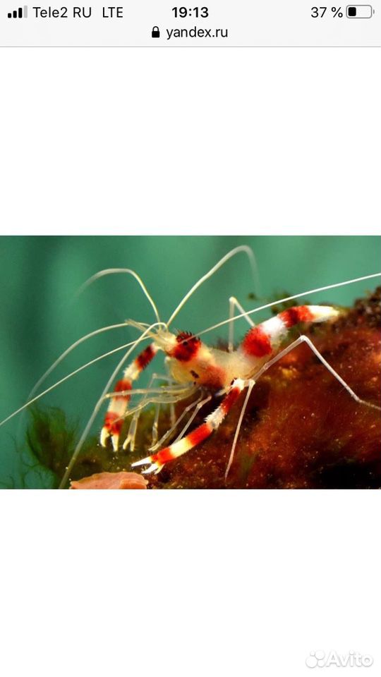 Продам креветку боксёра