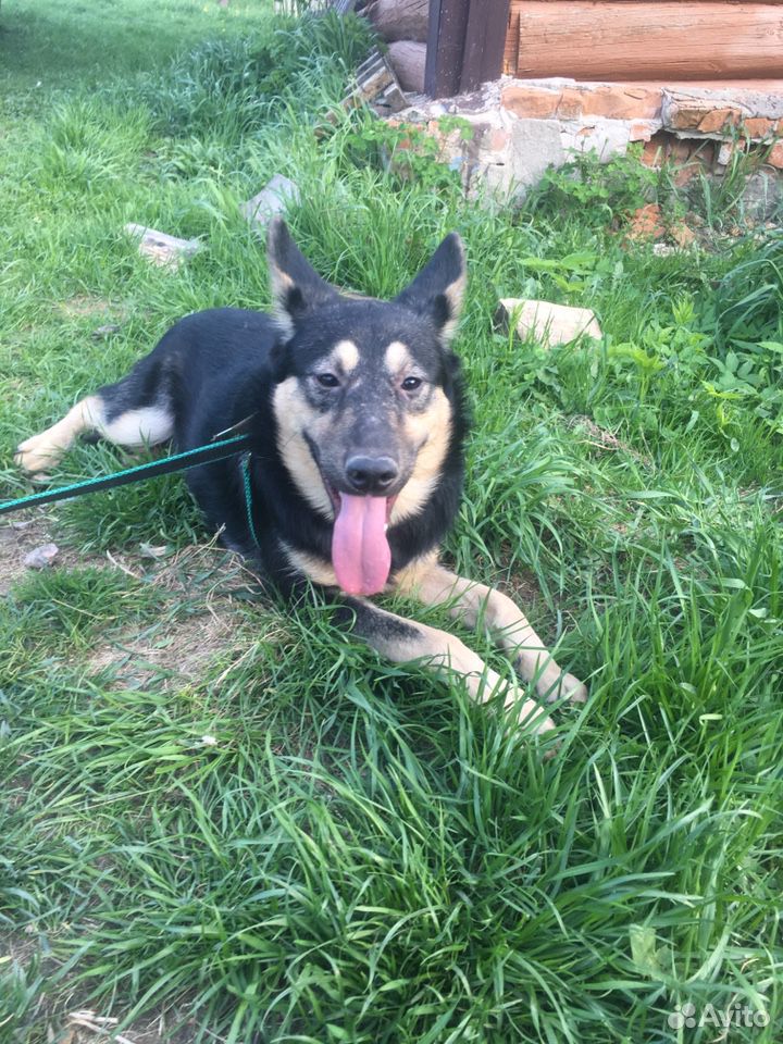 Щенок Диего в добрые руки