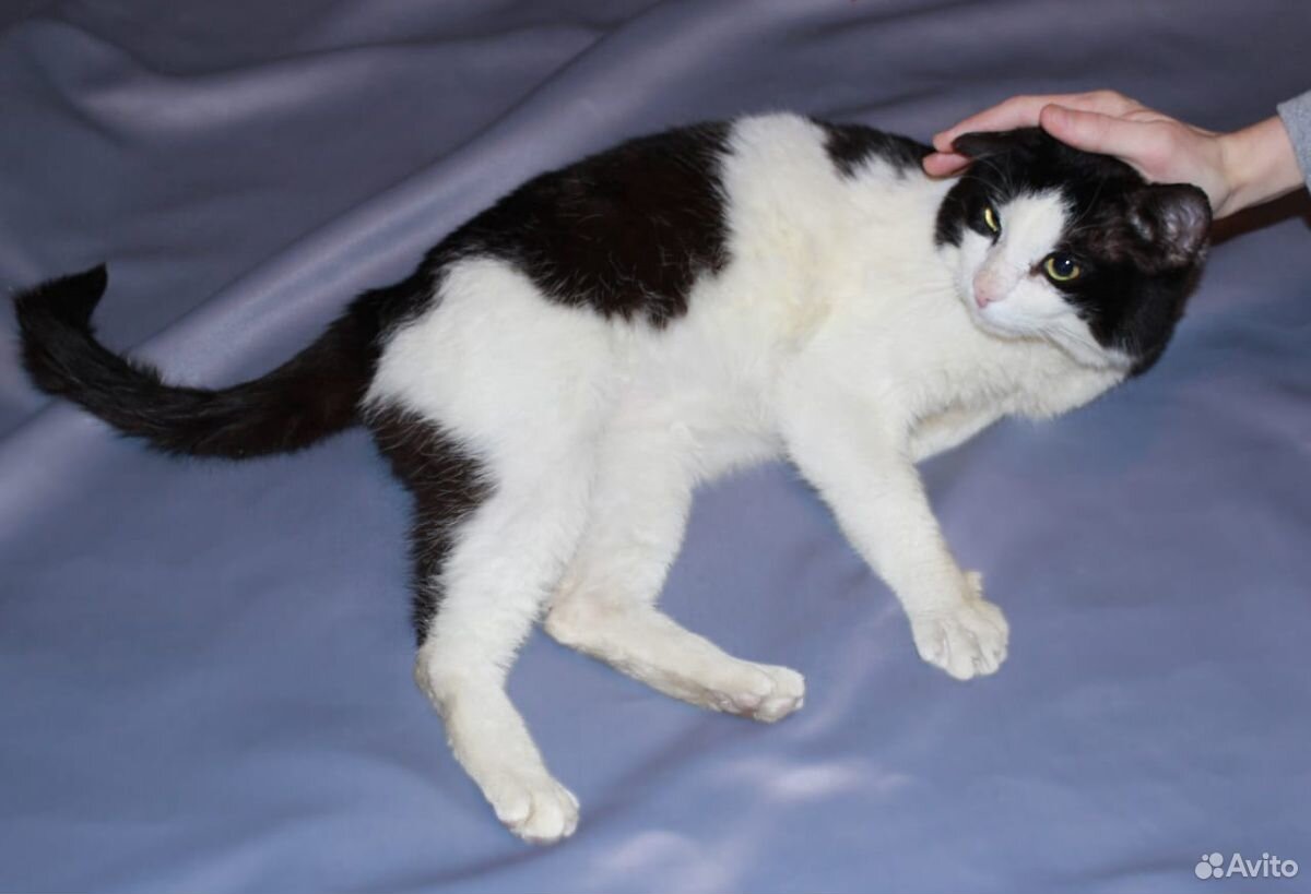 Котик в добрые руки