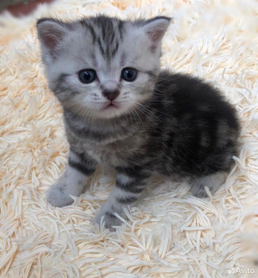 Котята Британцы