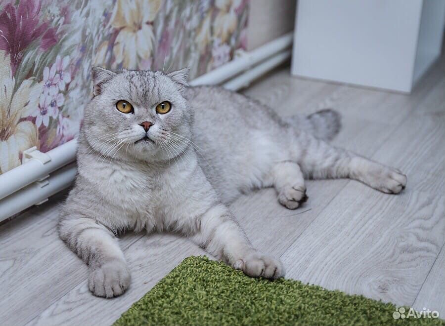 Савелий, очень нежный котик ищет дом