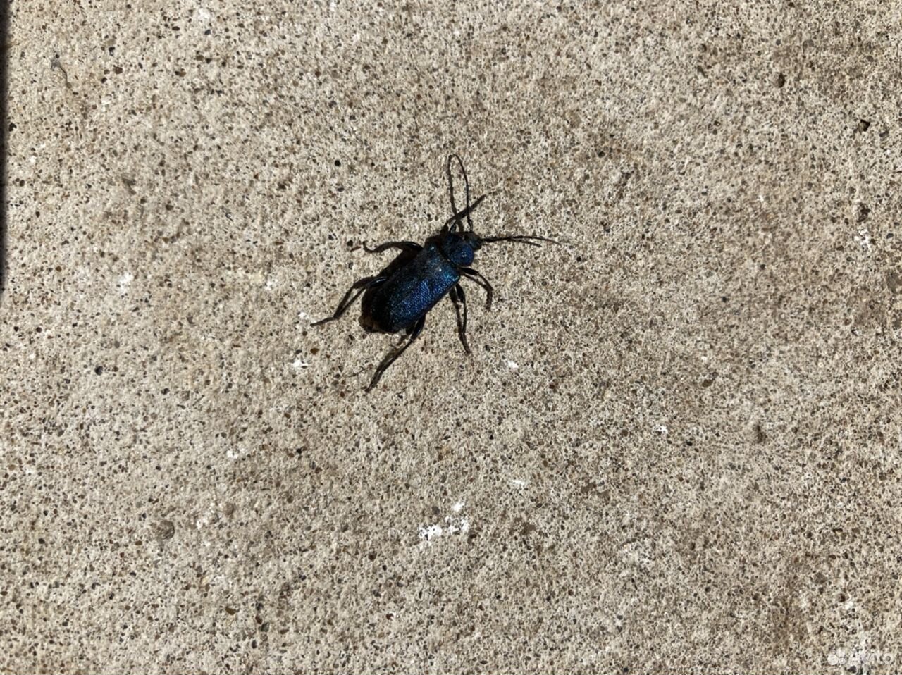 Жук Бронзовик