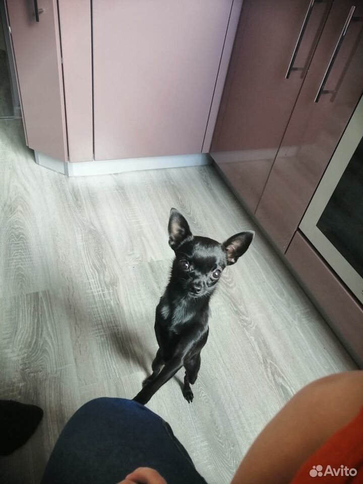 Продаю собаку чихуа