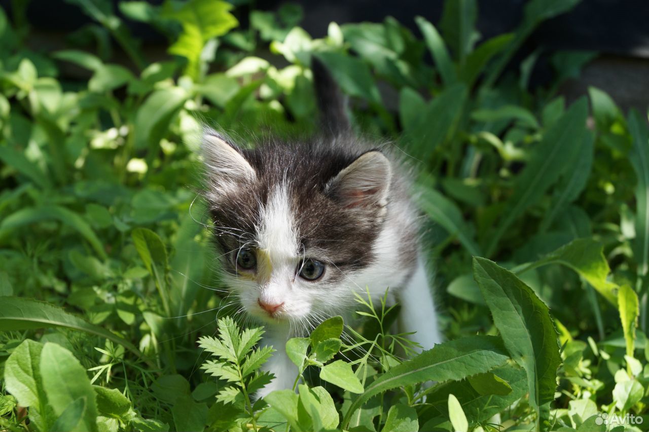 Отдам троих котят в хорошие руки