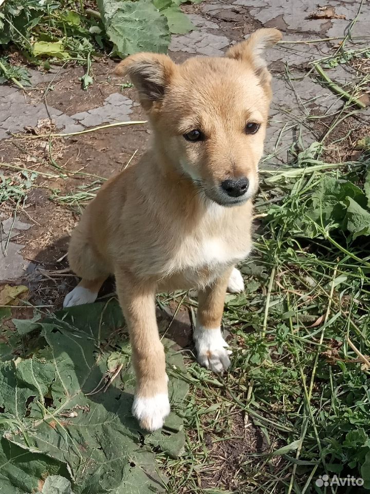 Дафна, щенок 1,5 месяца