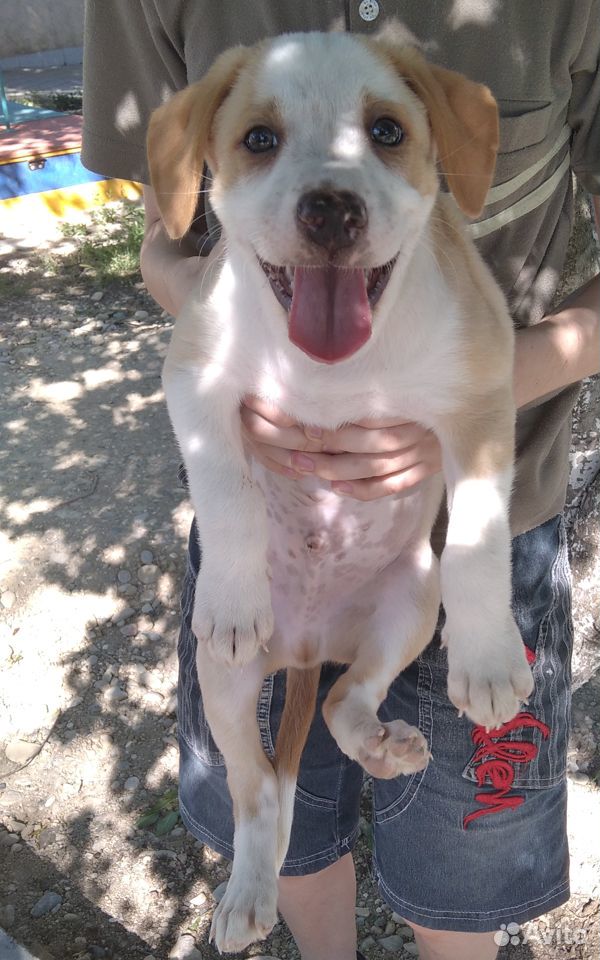 Щенятки ищут добрую любящую семью