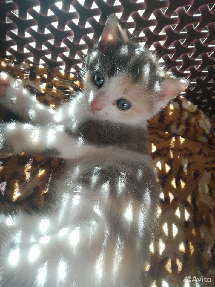 Котенок богатка