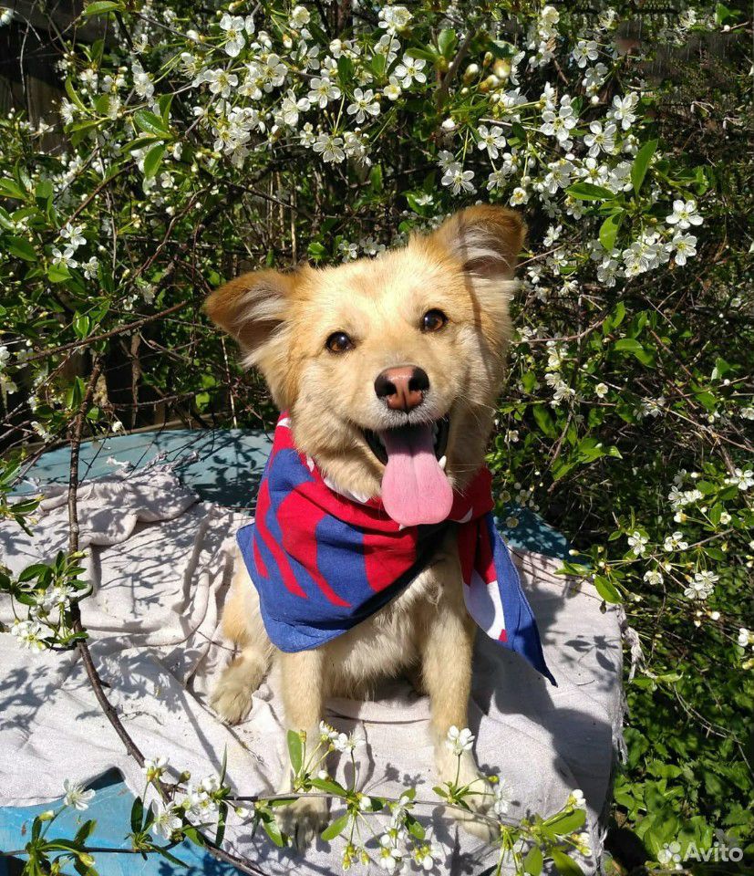 Миниатюрный пёсик Бублик