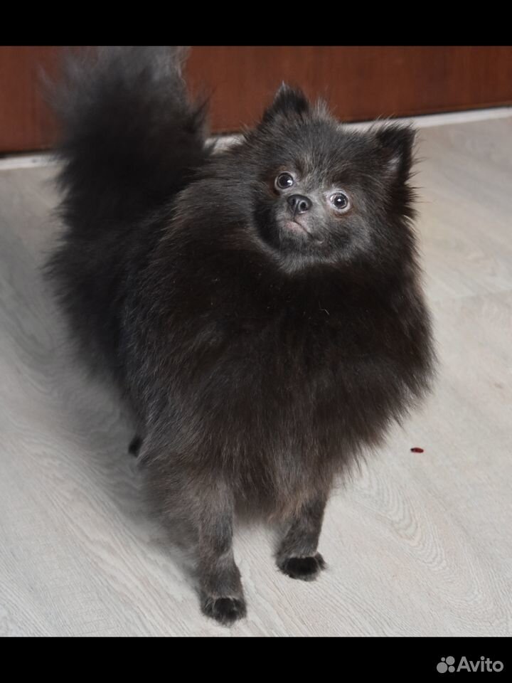 Шпиц голубой