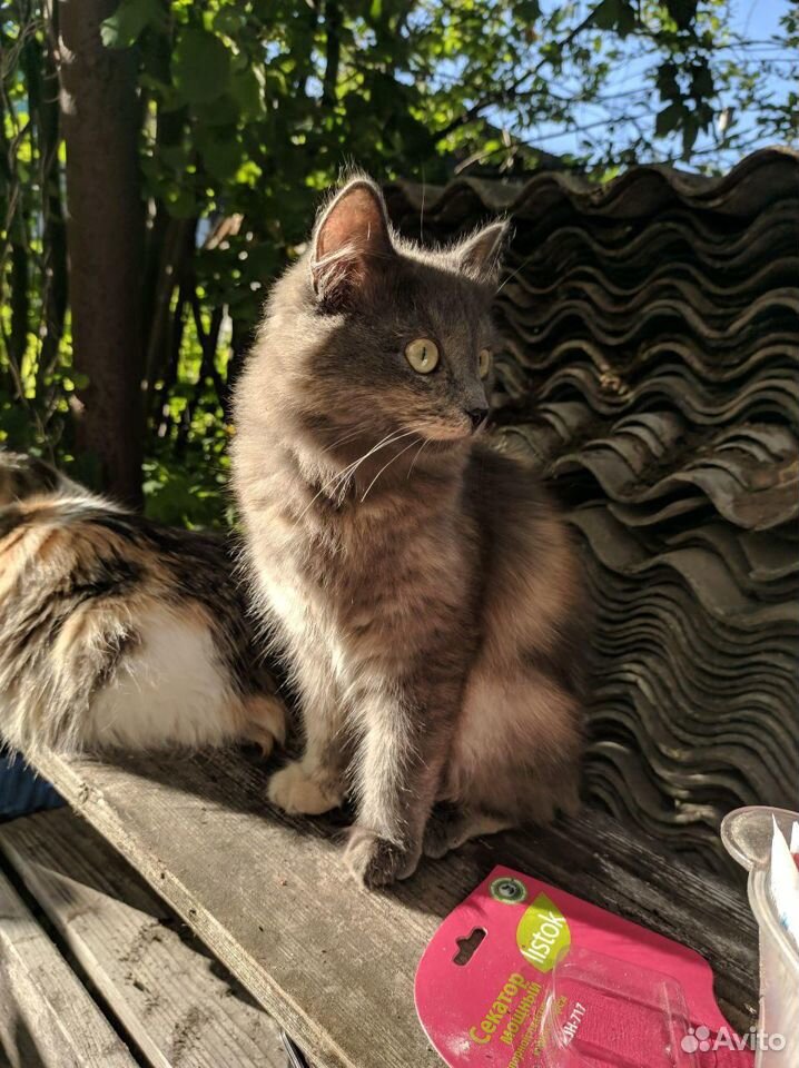 Отдадим кису в хорошие руки