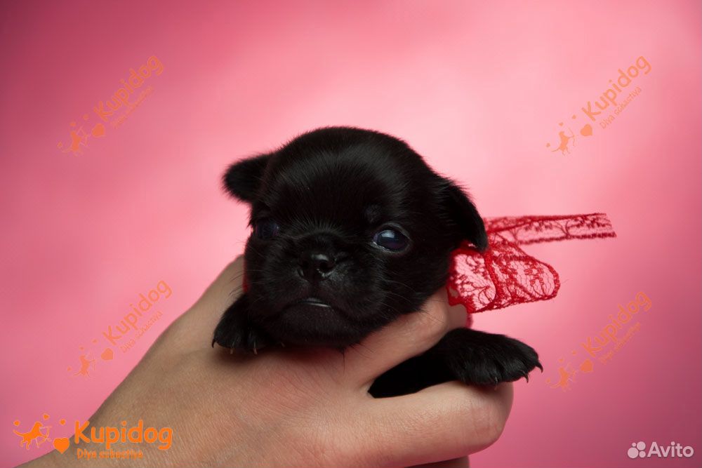 Пти брабансон