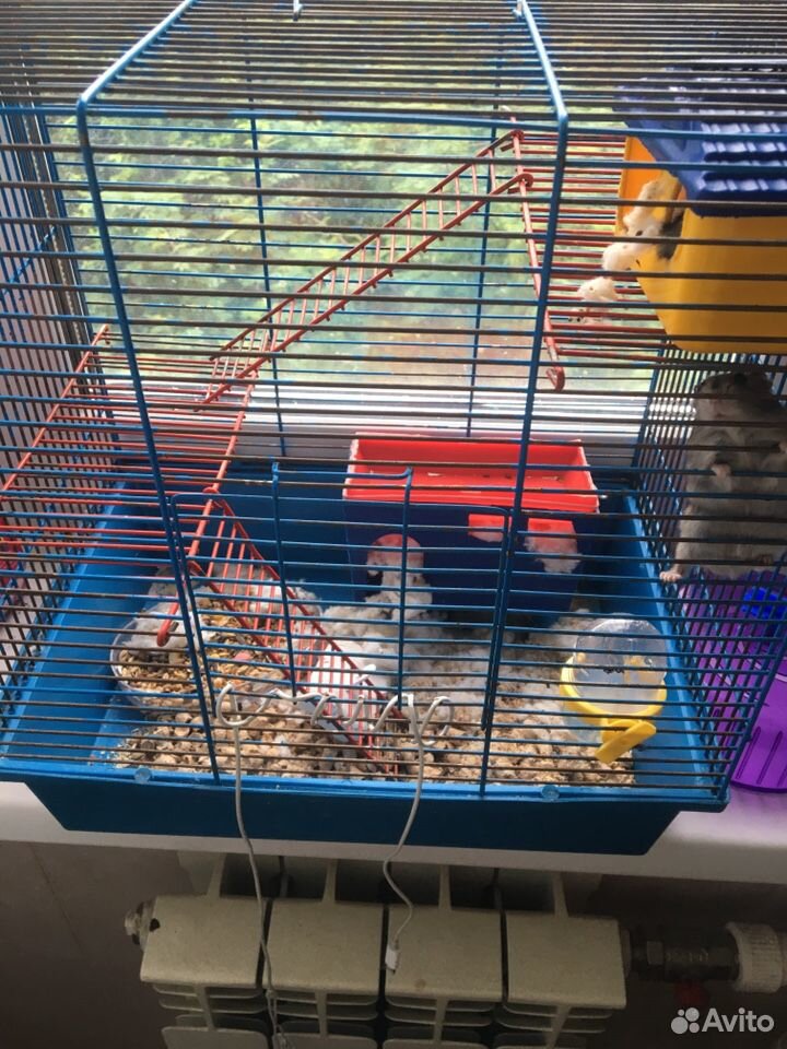 Джунгарский хомяк