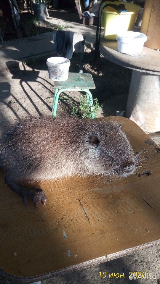 Нутрии щенки