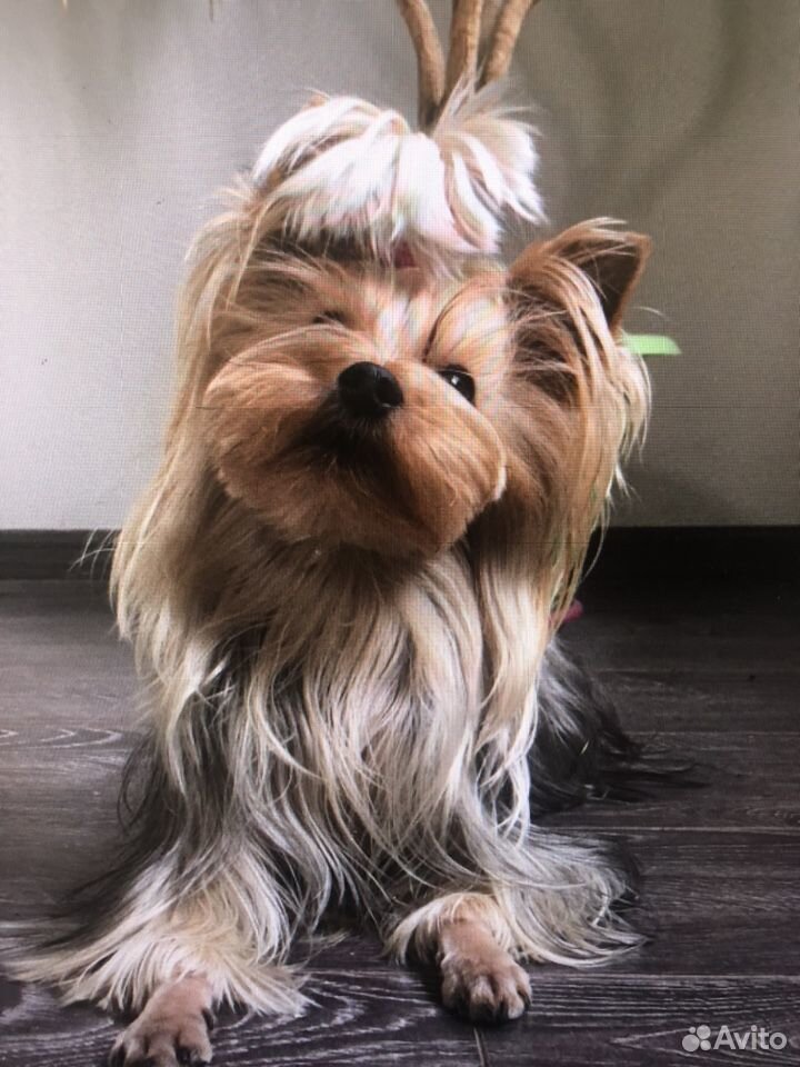 Йоркширский терьер