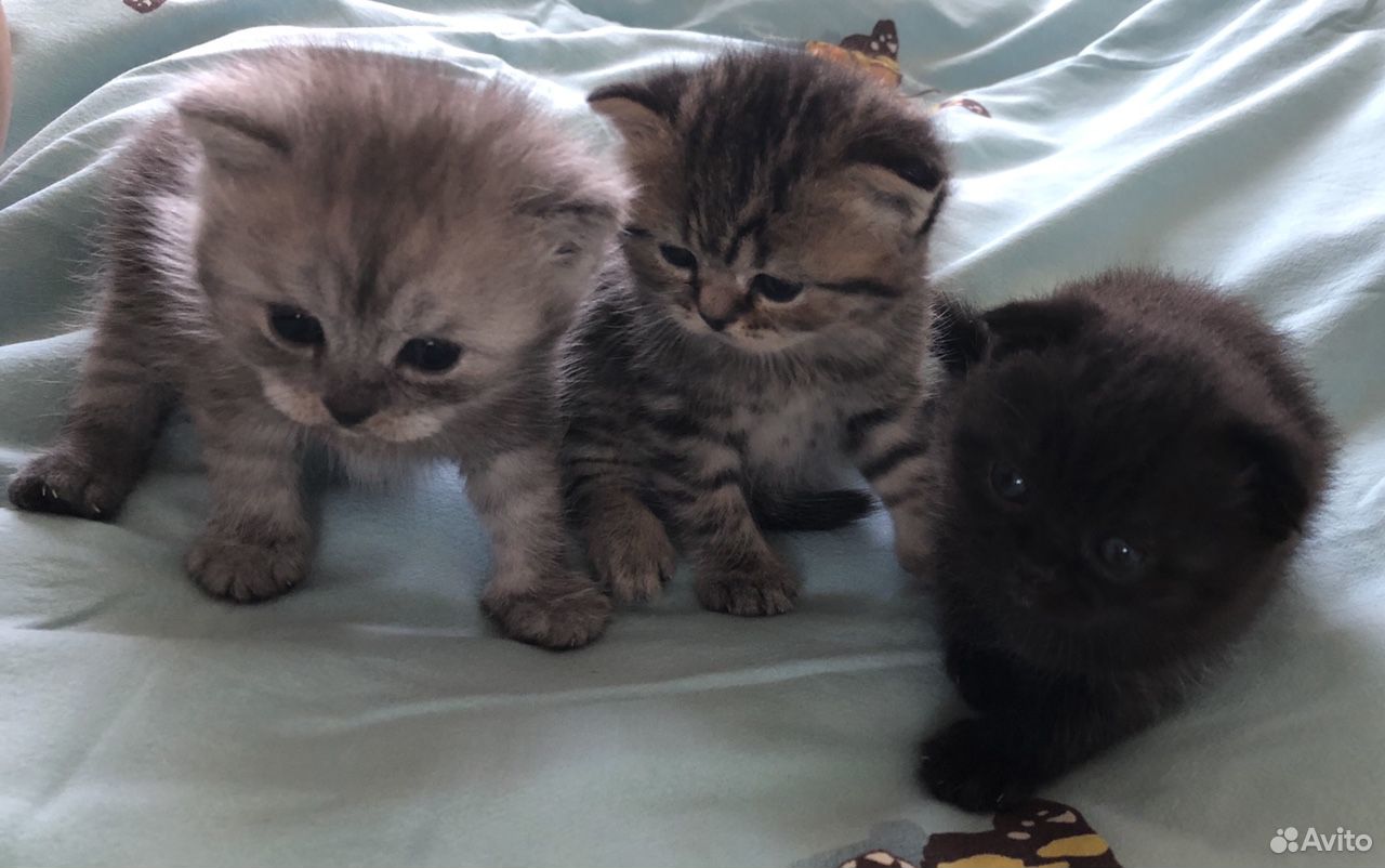 Шотландские малышки