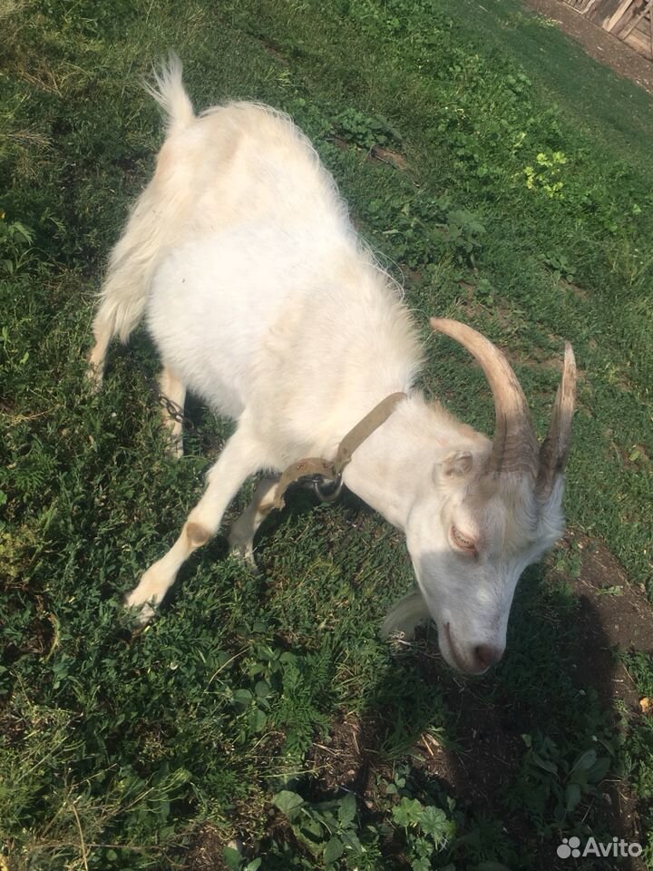 Продаю козочку с козлёнком