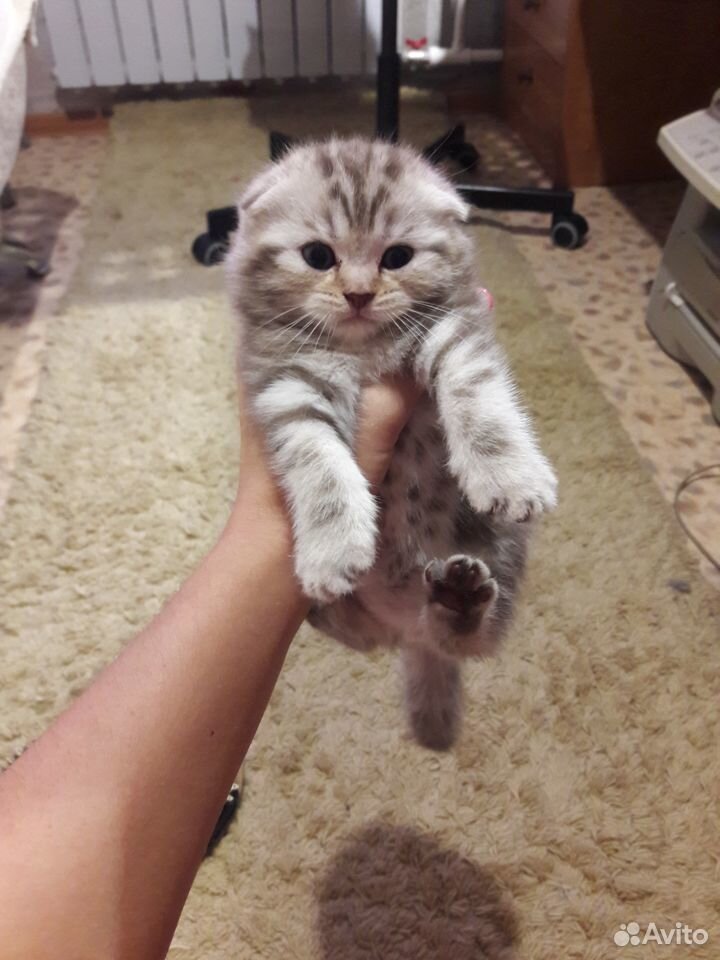 Британские котята