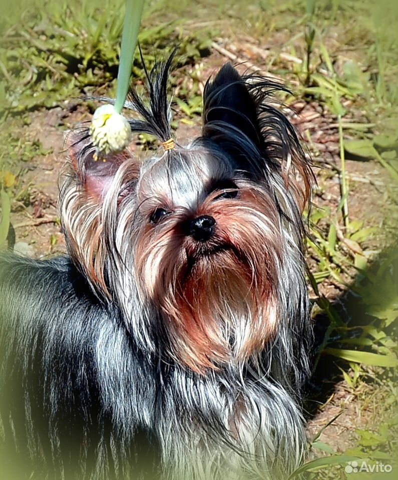 Обаятельный Гном Гномыч - счастье в ваш дом