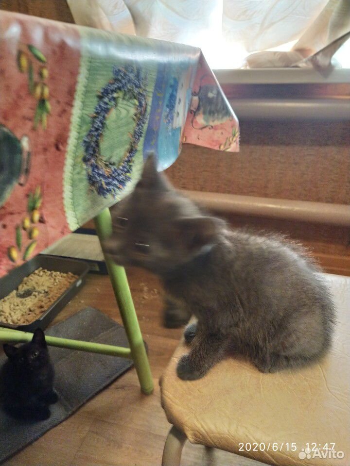 Кошка
