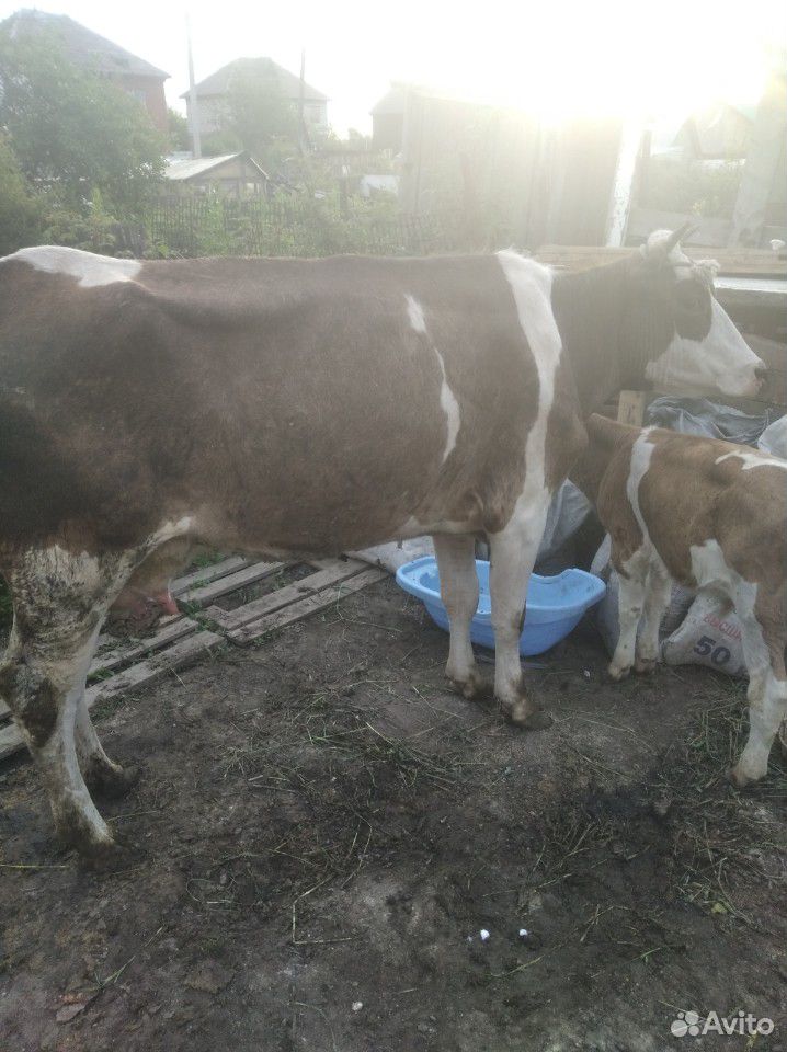 Продаю карова с теленоками