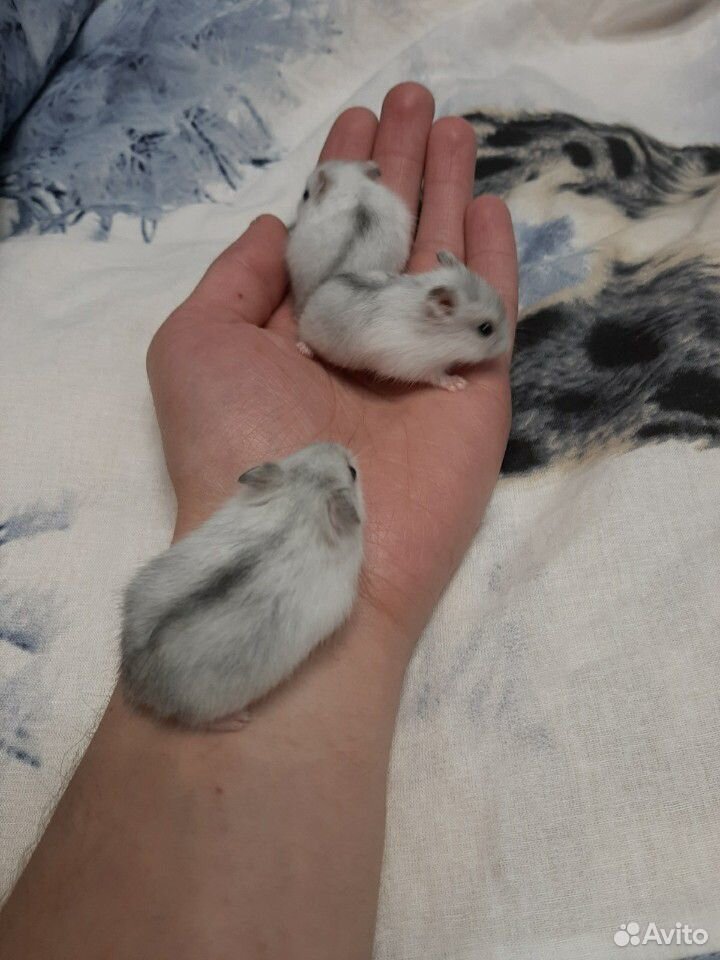 Джунгарский хомяк