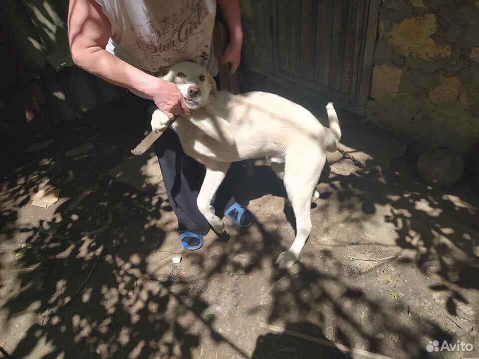 Пёс Дик Добрый к своим, недобрый к чужим