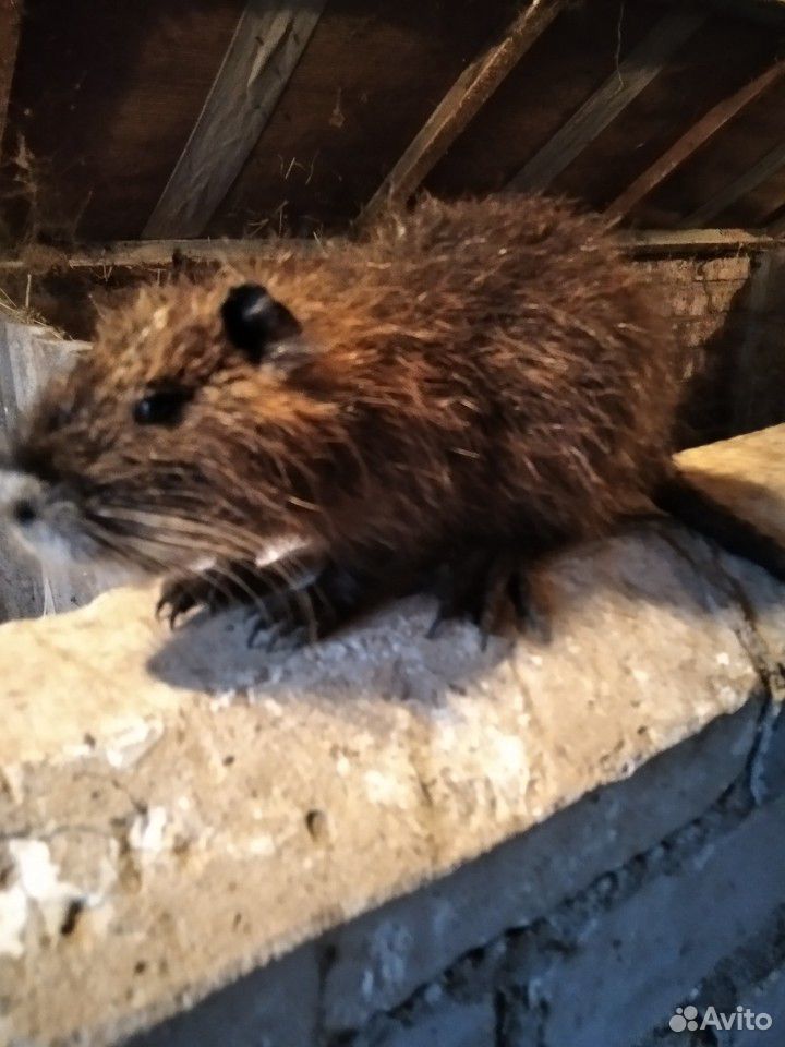 Нутрии на развод