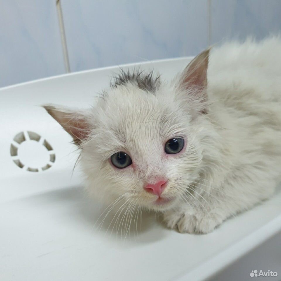 Котёнок